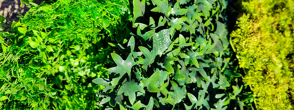 Kunstpflanzenpaneele von AdiK - Wanddesign aus Feistritz